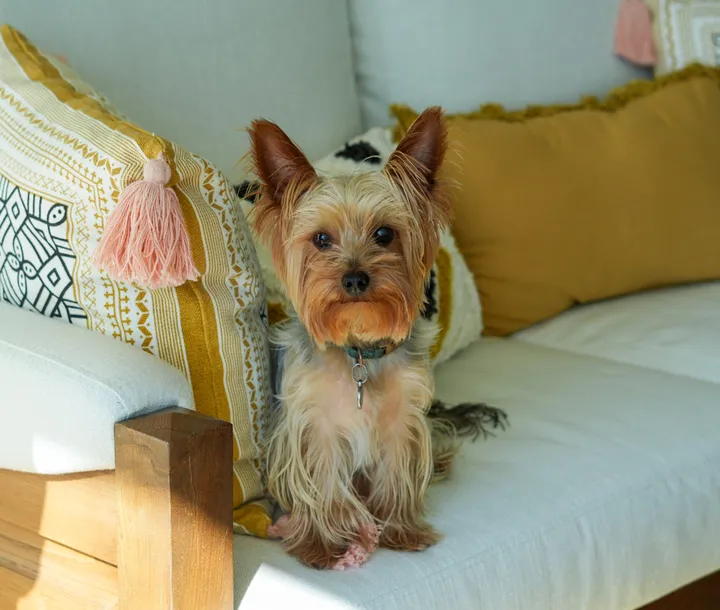 Pets - Hotel Cotto do Gatto